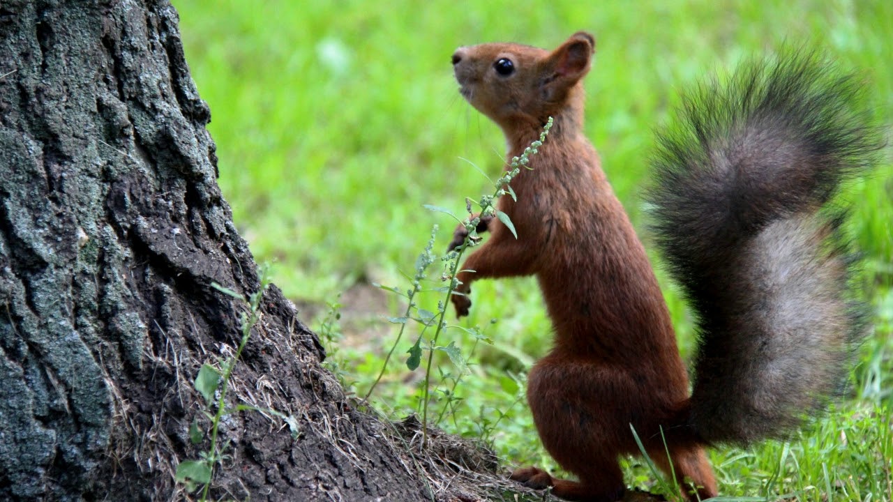 Long Forest Walk - Guided Meditation, Guided Visualization, Stress ...