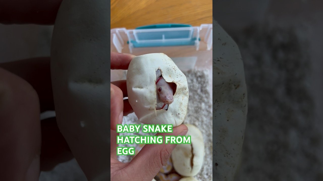 Baby snake hatches from egg #ballpython #pets #animals #reptiles #snake ...