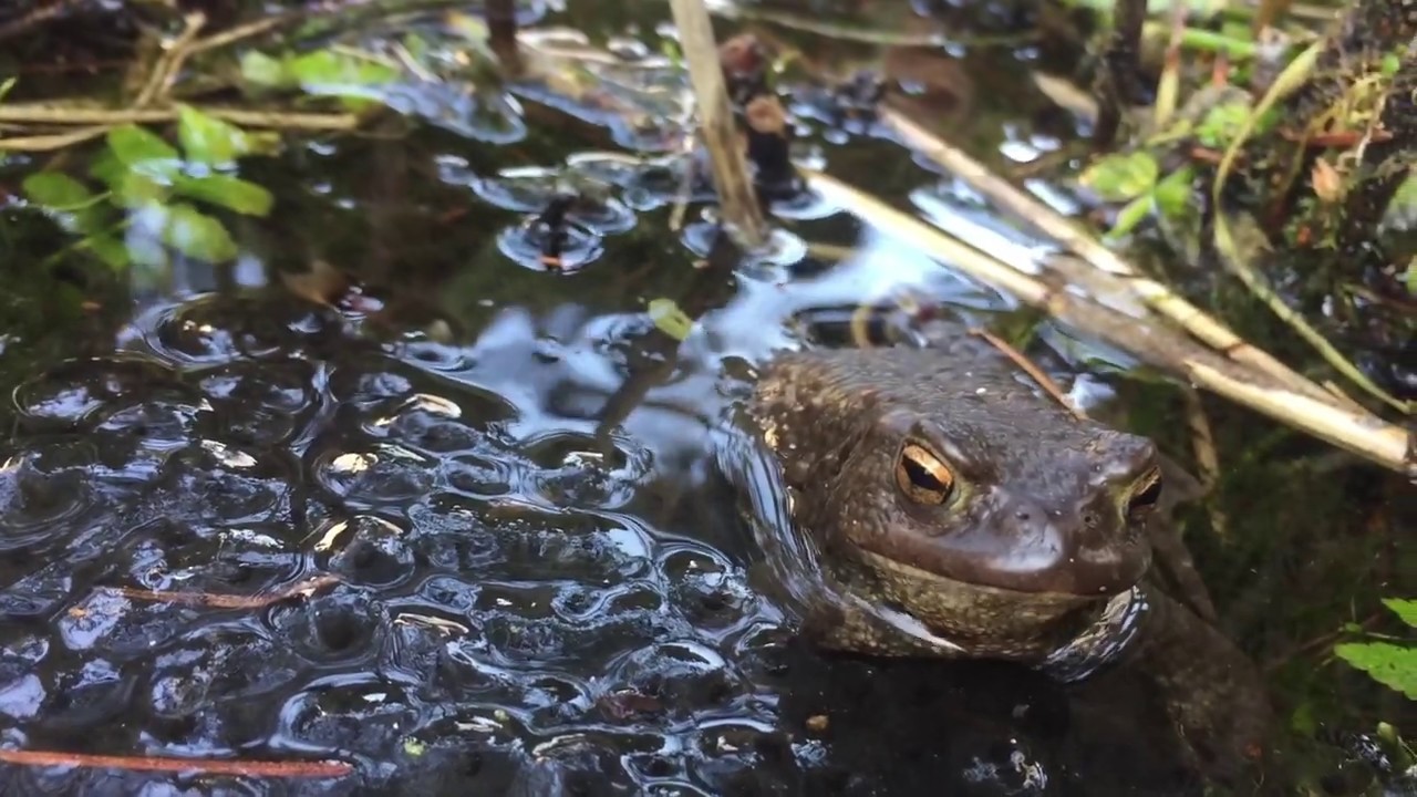 Epic Toad Fight - YouTube