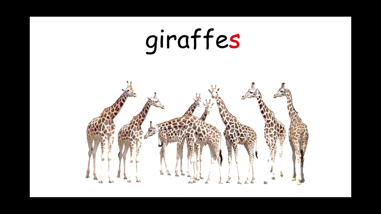 Animals - singular and plural nouns - YouTube