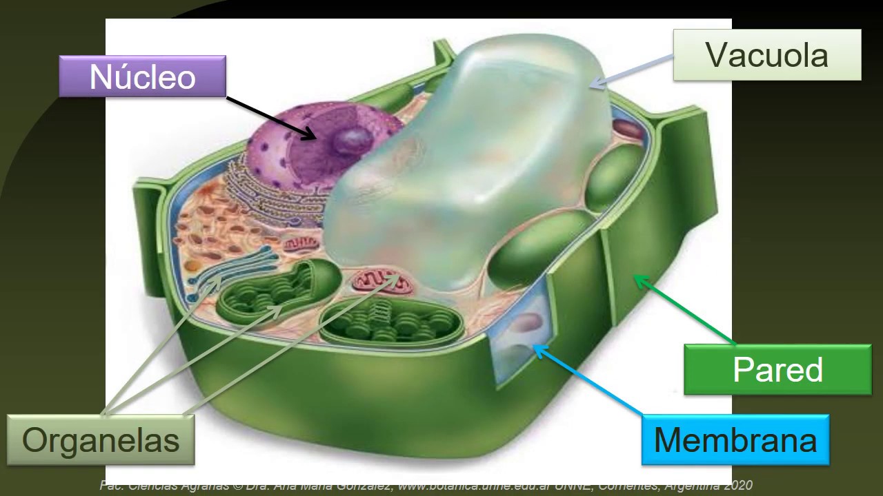 BOTÁNICA. Unidad 7: Célula Vegetal, citoplasma (1° de 4 vídeos) - YouTube