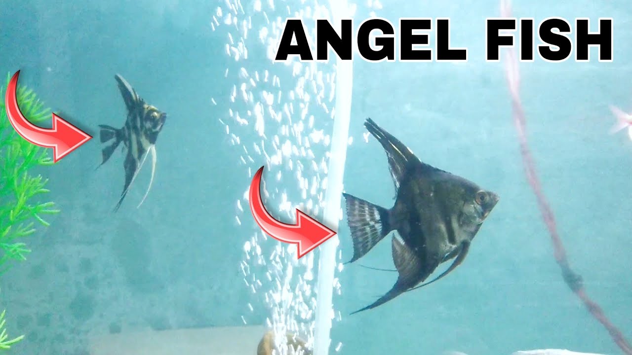 Beautiful Angel Fish Adding In Aquarium | Community Tank Fish - YouTube