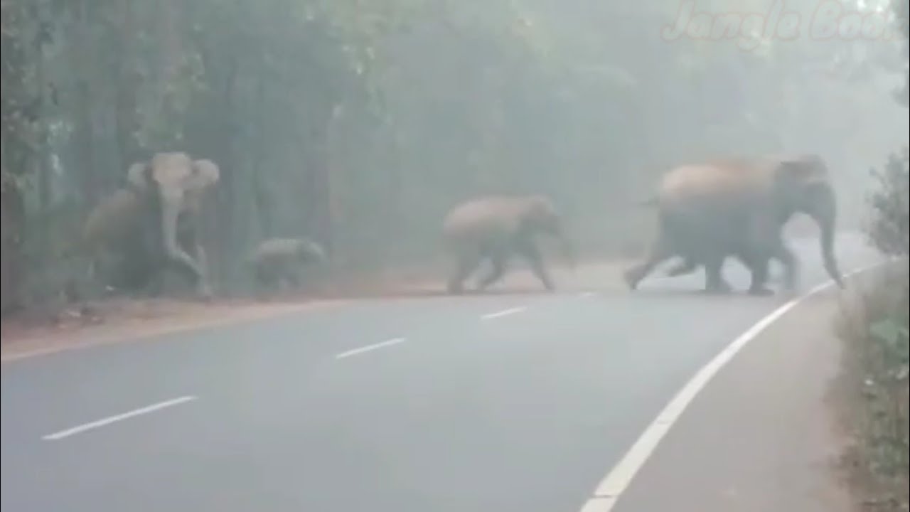 elephant chasing man elephant chasing man video - YouTube