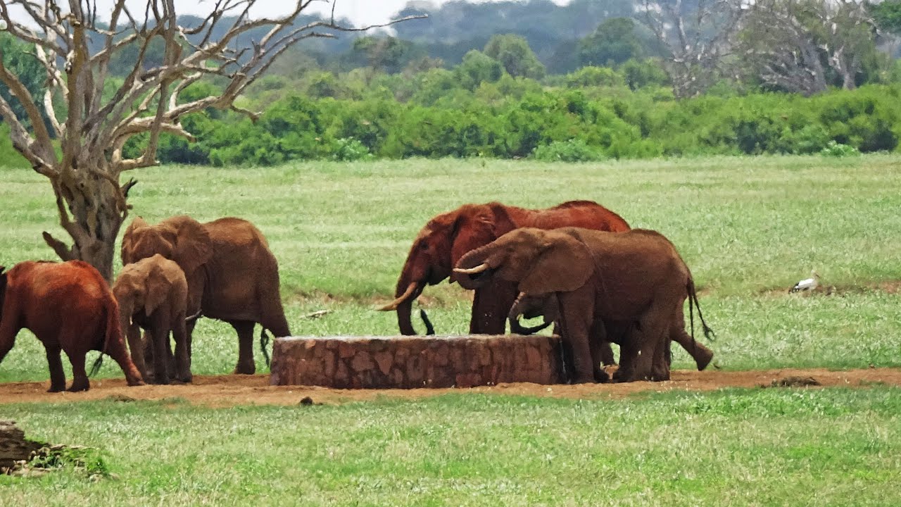 Tsavo East Elephant Drinking From Water Hole - YouTube