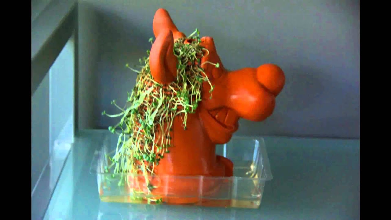 Scooby-Doo Chia Pet Time Lapse (1/11/11 - 2/18/11) - YouTube