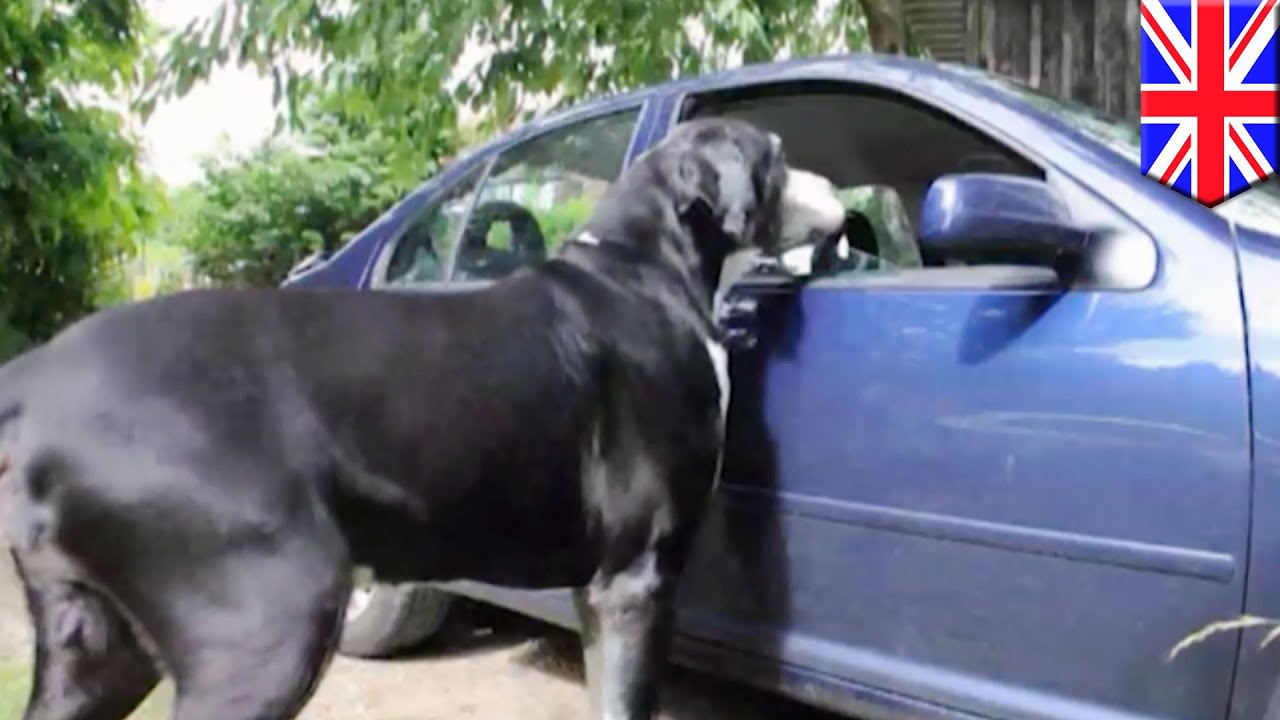 Mascotas gigantes: Gran Danés en el Reino Unido pesa unos ...