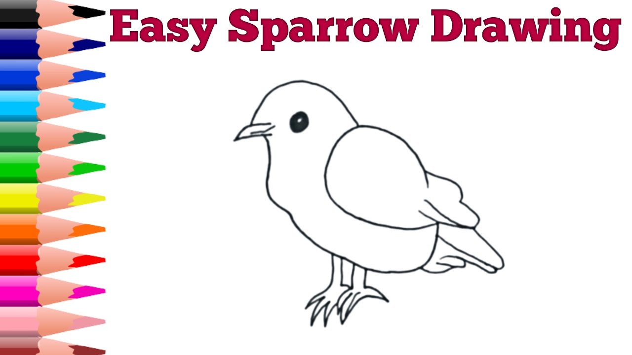 How to draw a sparrow // Easy sparrow bird drawing step by step ...