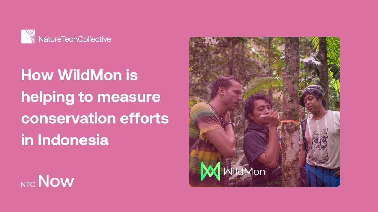 How Wildmon is improving biodiversity monitoring in Indonesia - YouTube