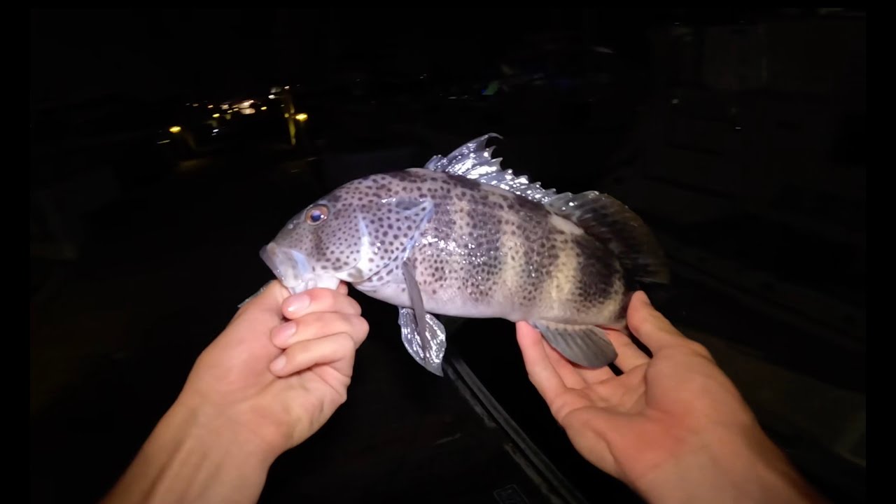 Full Moon Bite in Marina Del Ray! - YouTube