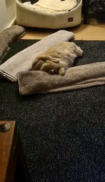 Banjo the rabbit from peaceful sleep to sudden startle! #bunny # ...