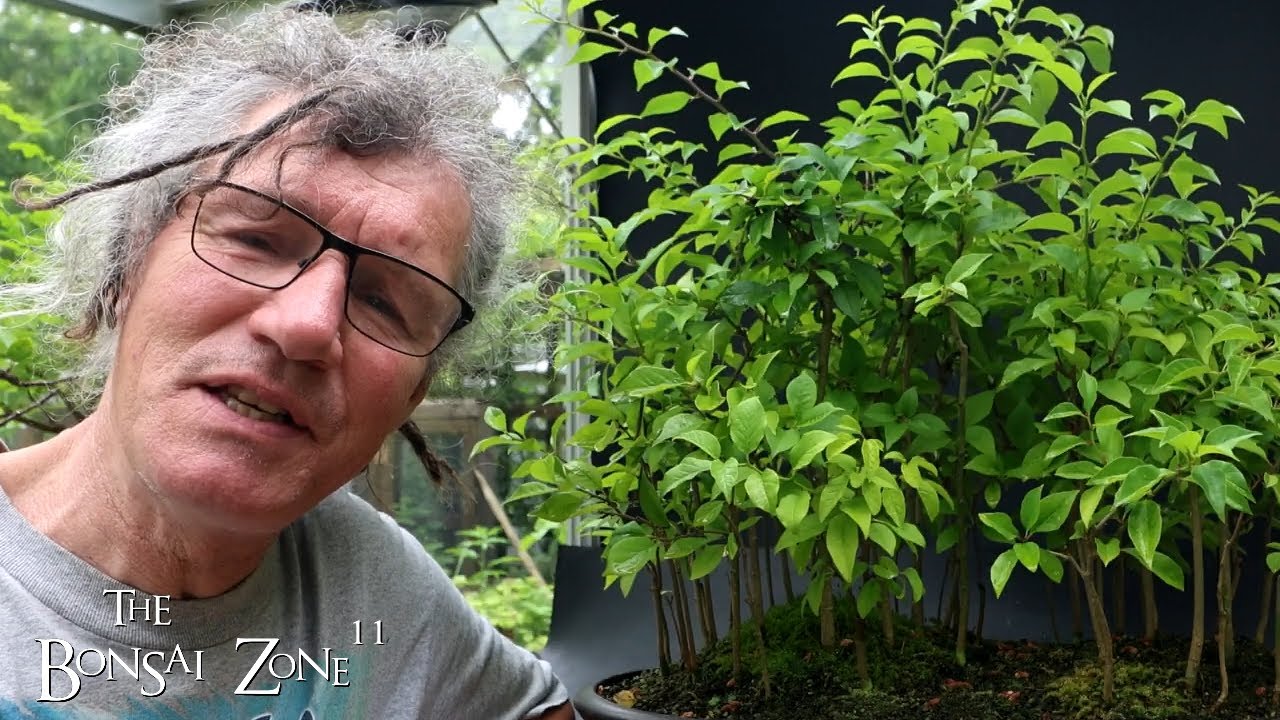 Pruning My Osage Orange Bonsai Forest, The Bonsai Zone, June 2024 - YouTube