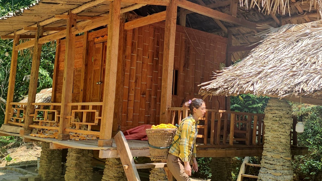 Harvesting and storing corn for livestock/farm construction - Trieu Thi ...