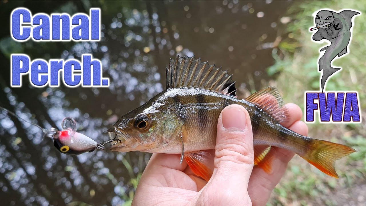 Canal Perch, Mid wales (UK) - Fox rage spikey shad - Rapala countdown ...