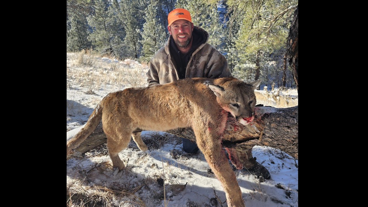 First Lion For Me, Wyoming - YouTube