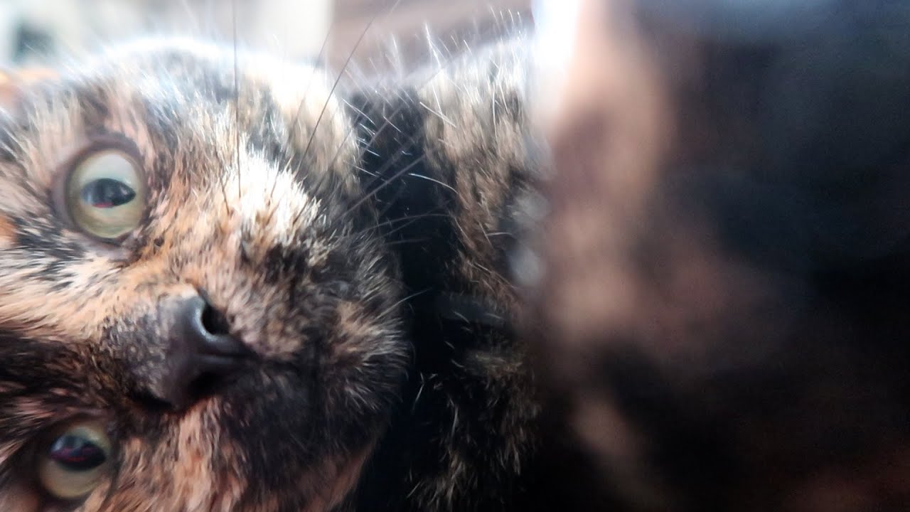 Cat stares before attacking - YouTube