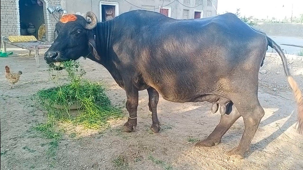 Watch pure neeli buffalo for sale on arifwala-27-04-2024 - YouTube
