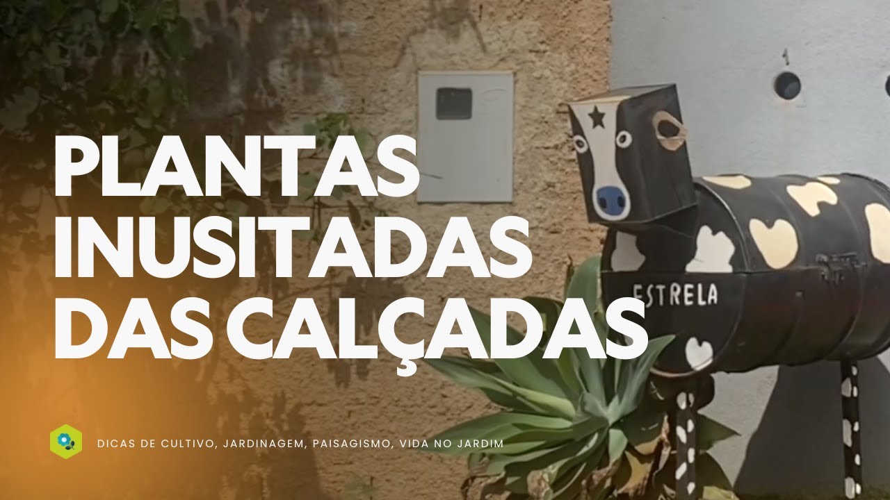 PLANTAS INUSITADAS das CALÇADAS - YouTube