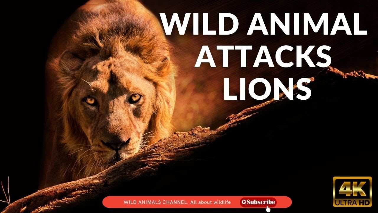 Wild animal attacks | National Geographic | Documentaries -Lions .2021 ...