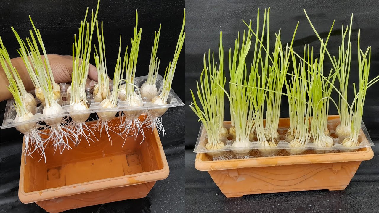 How to grow garlic in plastic with water for many bulbs and large ...