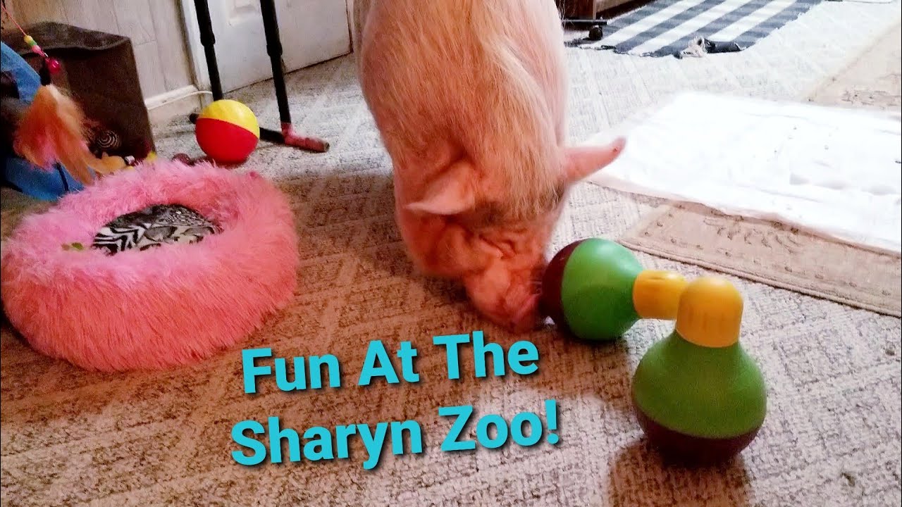Saturday Nite With Sammy The Mini Pig & The Sharyn Zoo Crew - YouTube