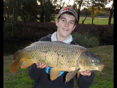 Carp Fishing in small creek! Big Carp - YouTube