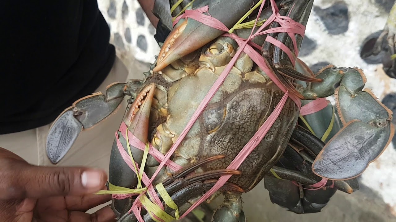 Kepiting Raksasa di papua. - YouTube