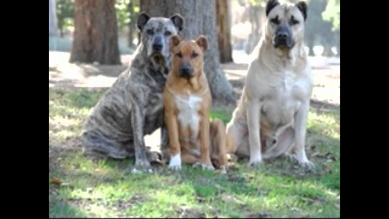 O recuperado Cimarrón Uruguayo. El perro Criollo. El perro Gaucho ...