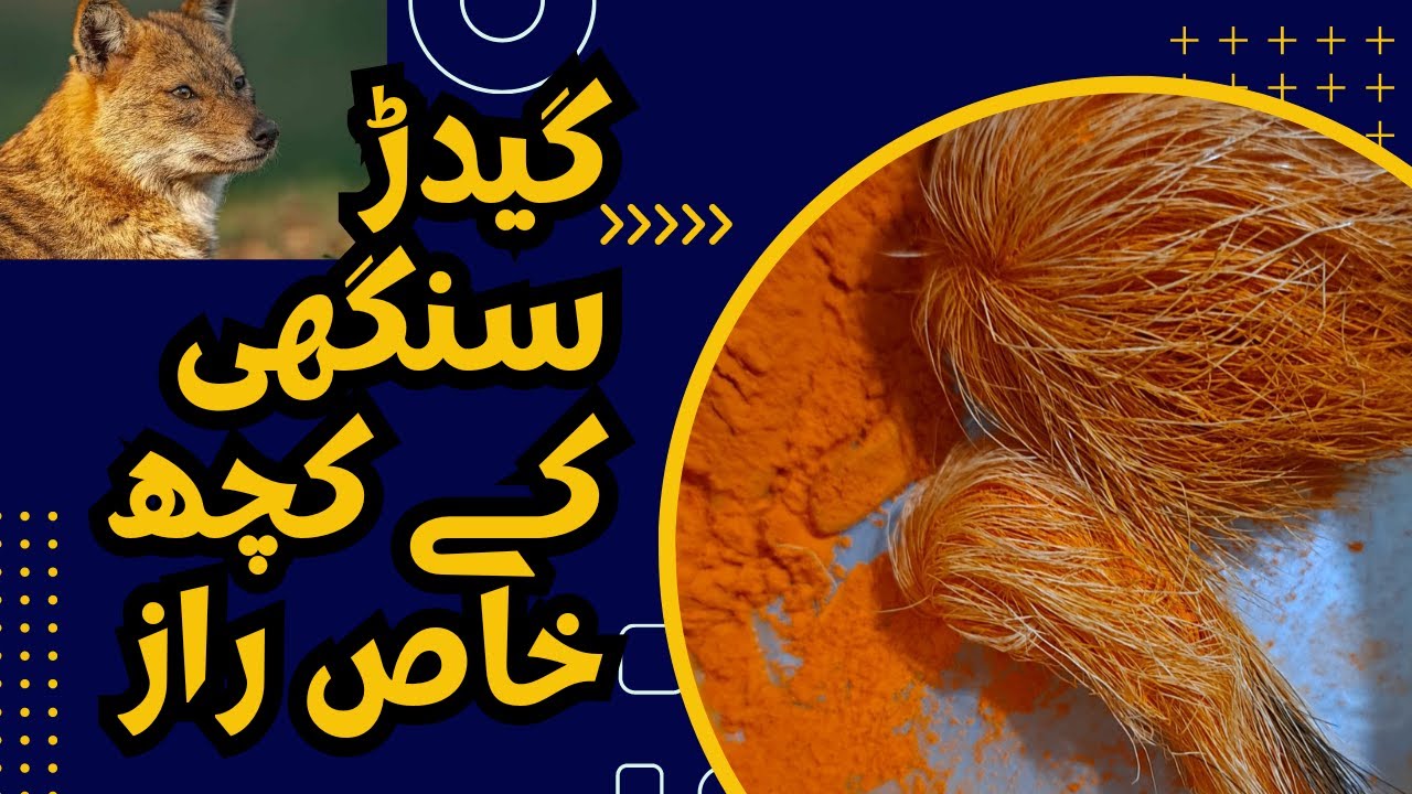 Vlog # 05 Gidhar Singhi k kuch Amazing Facts - YouTube