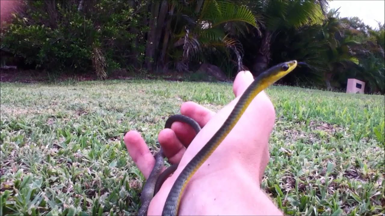 Baby Tree Snake - YouTube