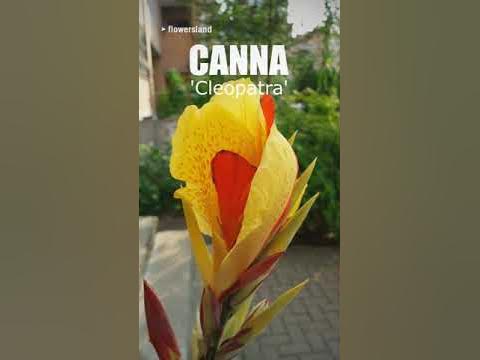 Канна 'Клеопатра' (Canna 'Cleopatra') - YouTube