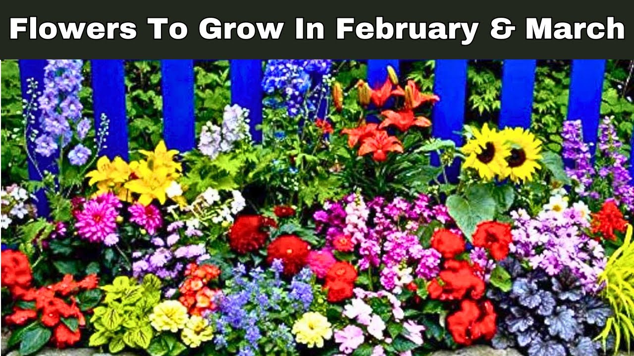 Flowers To Grow In February and March 2025 / Flowers to plant in ...