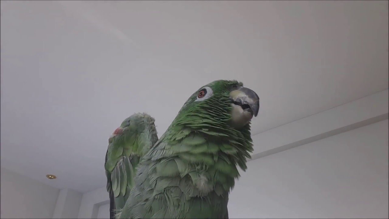 Loro Aurora hablando , Parrot talks Spanish - YouTube