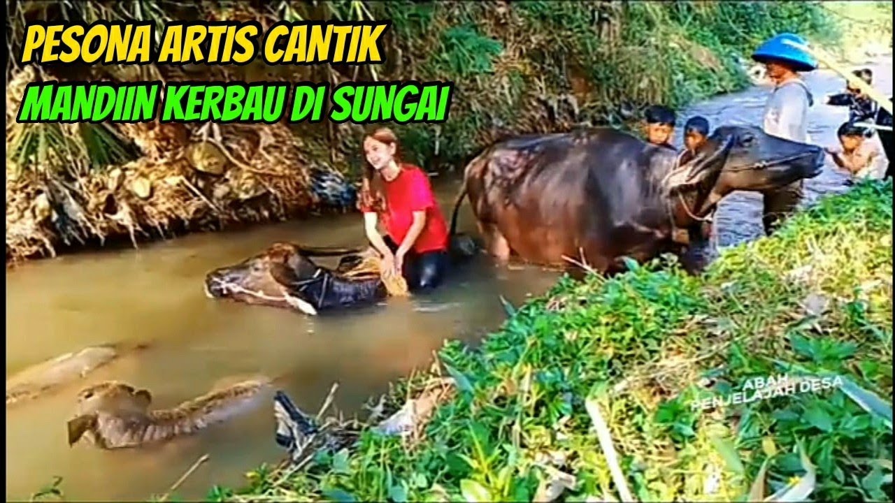 SHOOTING SI OTAN TRANS7 BERSAMA ARTIS CANTIK YANG MANDIIN KERBAU DI ...