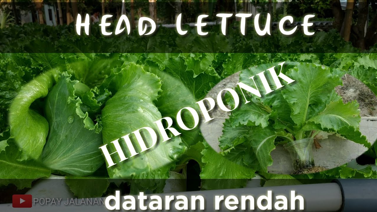 HEAD LETTUCE HIDROPONIK. (selada kepala) - YouTube