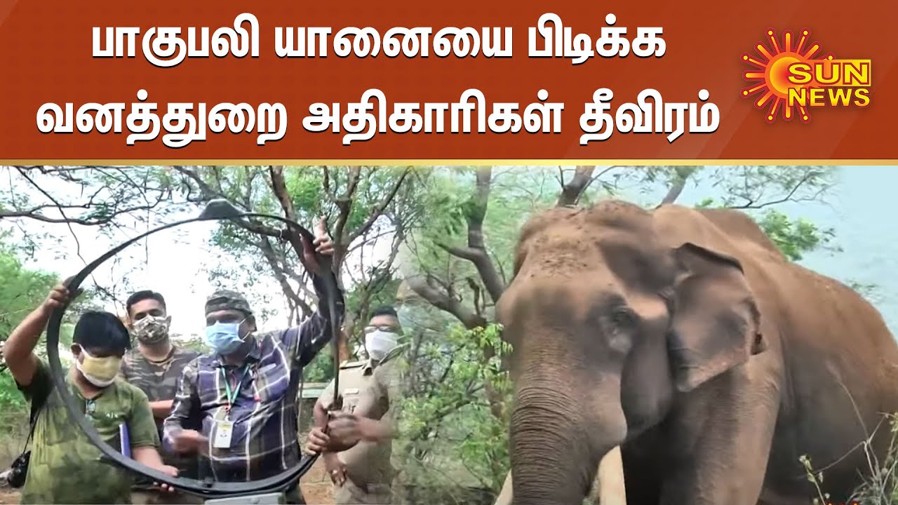 பாகுபலி யானையை பிடித்து மயக்க ஊசி செலுத்த வனத்துறை அதிகாரிகள் தீவிரம் ...