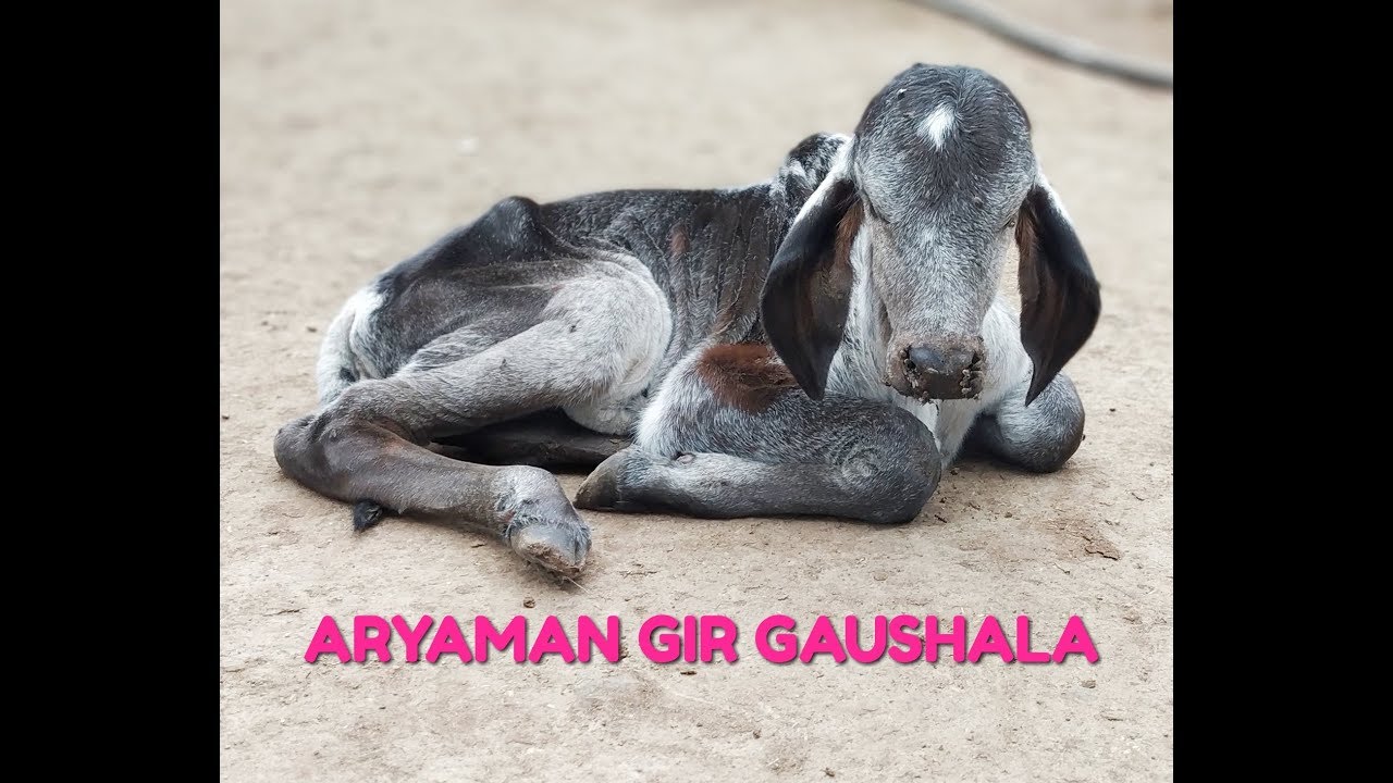 GIR GAUMATA IS _WORLD_BEST GAUMATA AT PRESENT TIME...!!!!! - YouTube