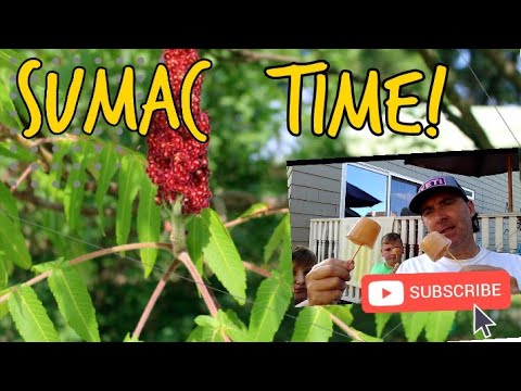 Harvesting Sumac | Sumac Tea | Edible Wild Plants - YouTube