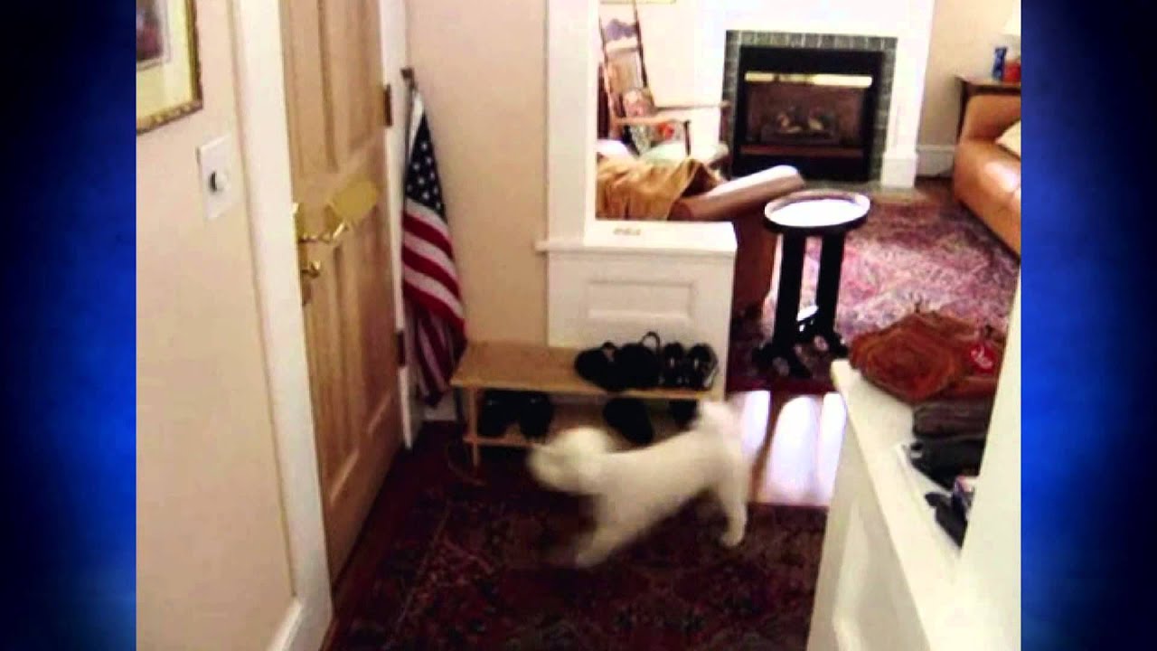 Top 20 Funniest - Preview - Missteps and Mistakes - YouTube