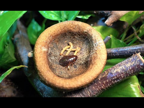 Orange Head Roach Nymph Preys on Live Mealworm - YouTube