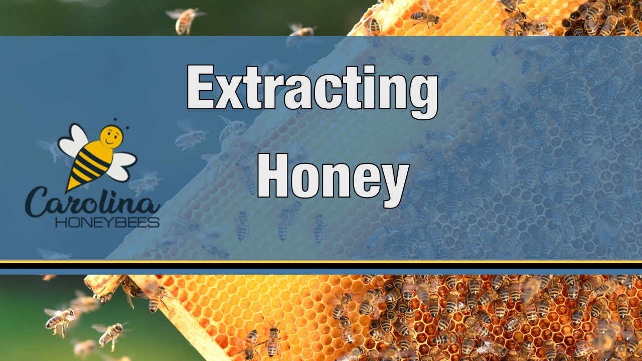 Extracting honey : How to Extract Your Honey Crop - YouTube