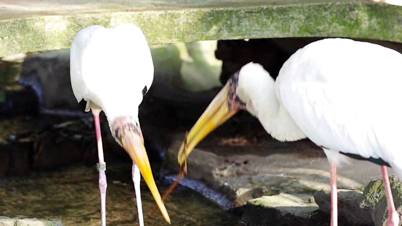2 Flamingos Fighting - YouTube