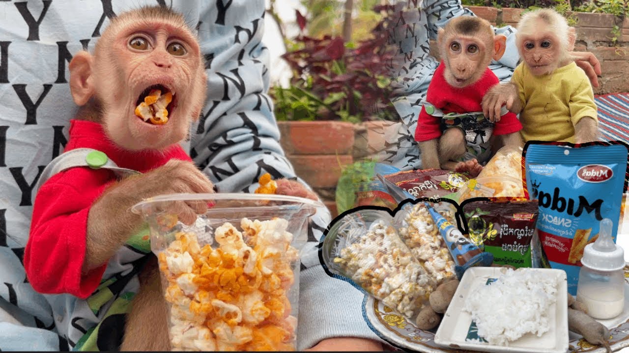 The cutie monkeys eating Popcorn || Smart kids. - YouTube