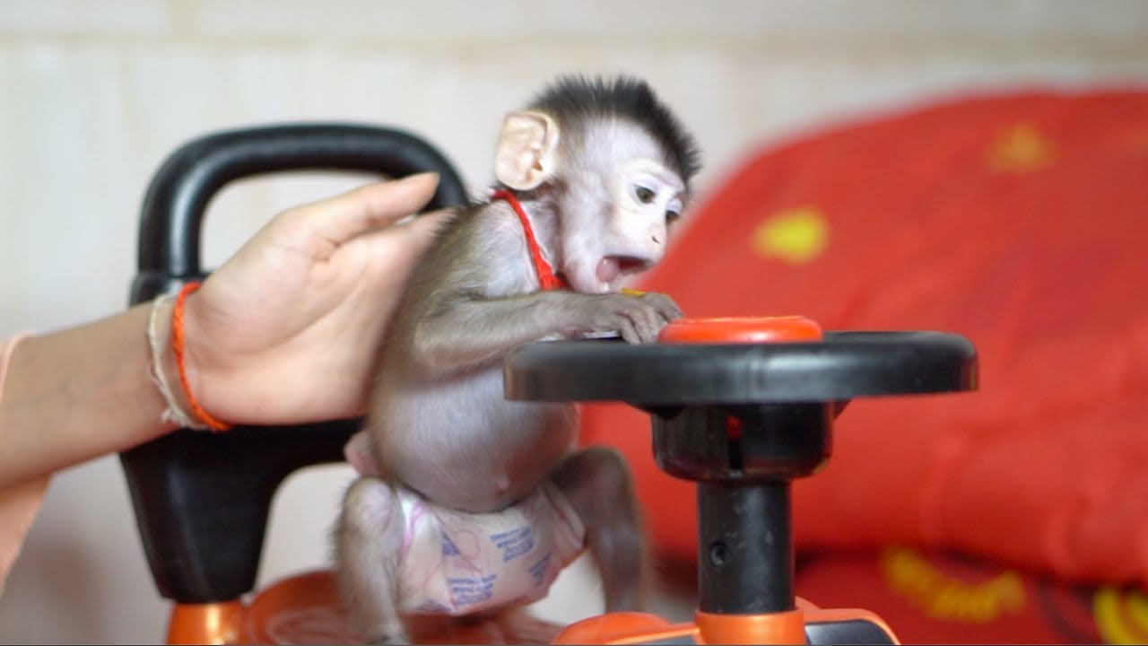 Wow Monkey Baby Poy Happy Play Truck Toy Together Sister JoJo And ...
