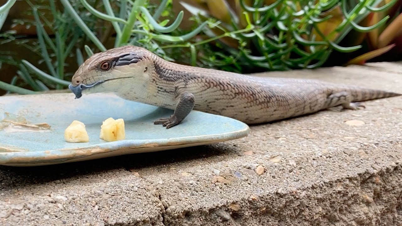 HUNGRY BABY BLUE TONGUE LIZARD - Looking for a snack - YouTube