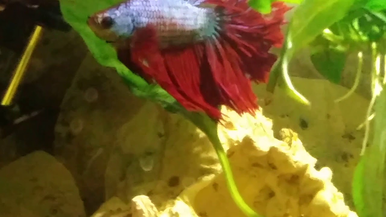 Quavo the Betta Fish - YouTube