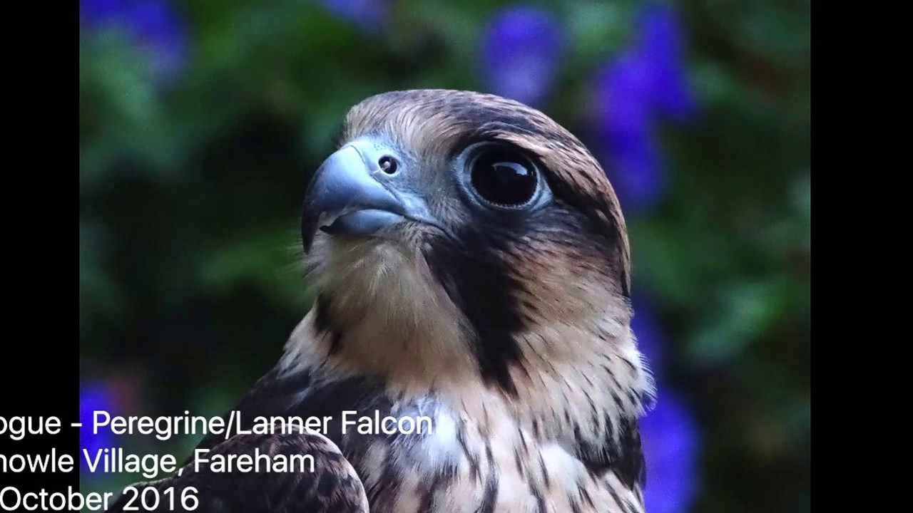 Peregrine/Lanner Falcon Lure Training | Urban Wings | UK - YouTube