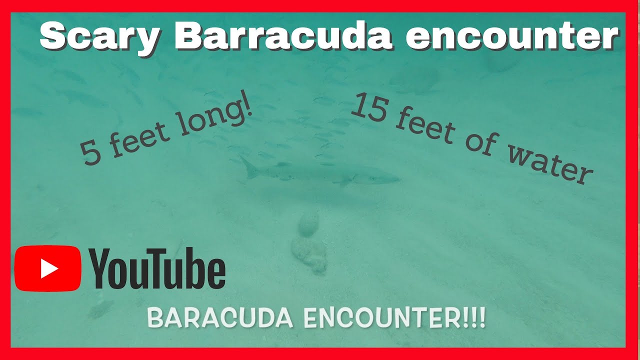 Scary Barracuda encounter in Puerto Rico - YouTube