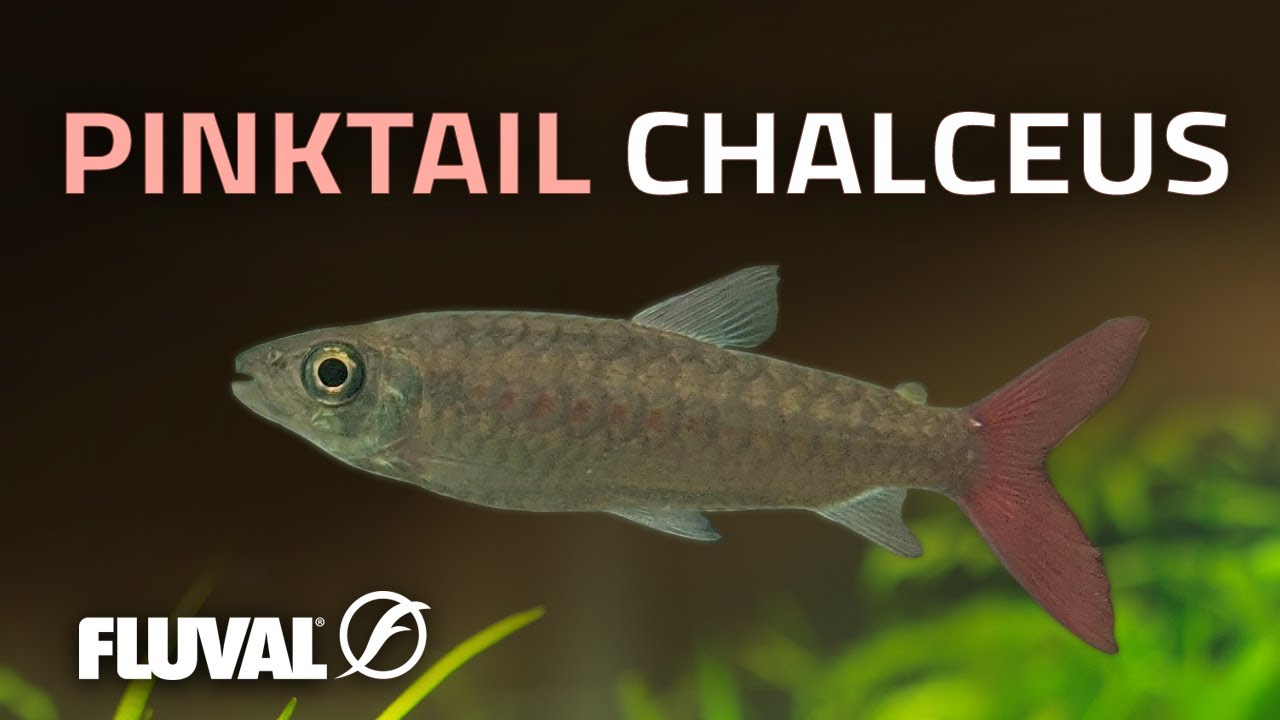 Species Spotlight | Pinktail Chalceus - YouTube