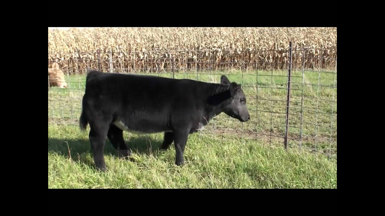 Halbach Cattle Hired Man/Double Vision Shorthorn Plus Heifer Part 2 ...