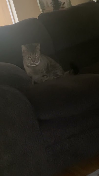 Why does my cat act like a dog #cat #catlover #dog #household #pets # ... Why does my cat act like a dog #cat #catlover #dog #household #pets # ...
